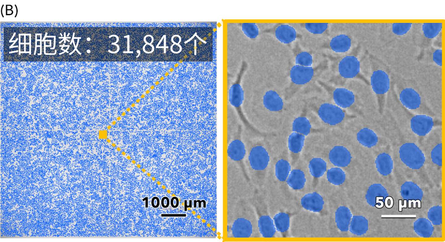 使用AI-Driven全自动智能成像系统ECLIPSE Ji 进行的无标记细胞计数 | 应用手册 | 资料 | 尼康精机（上海）有限公司