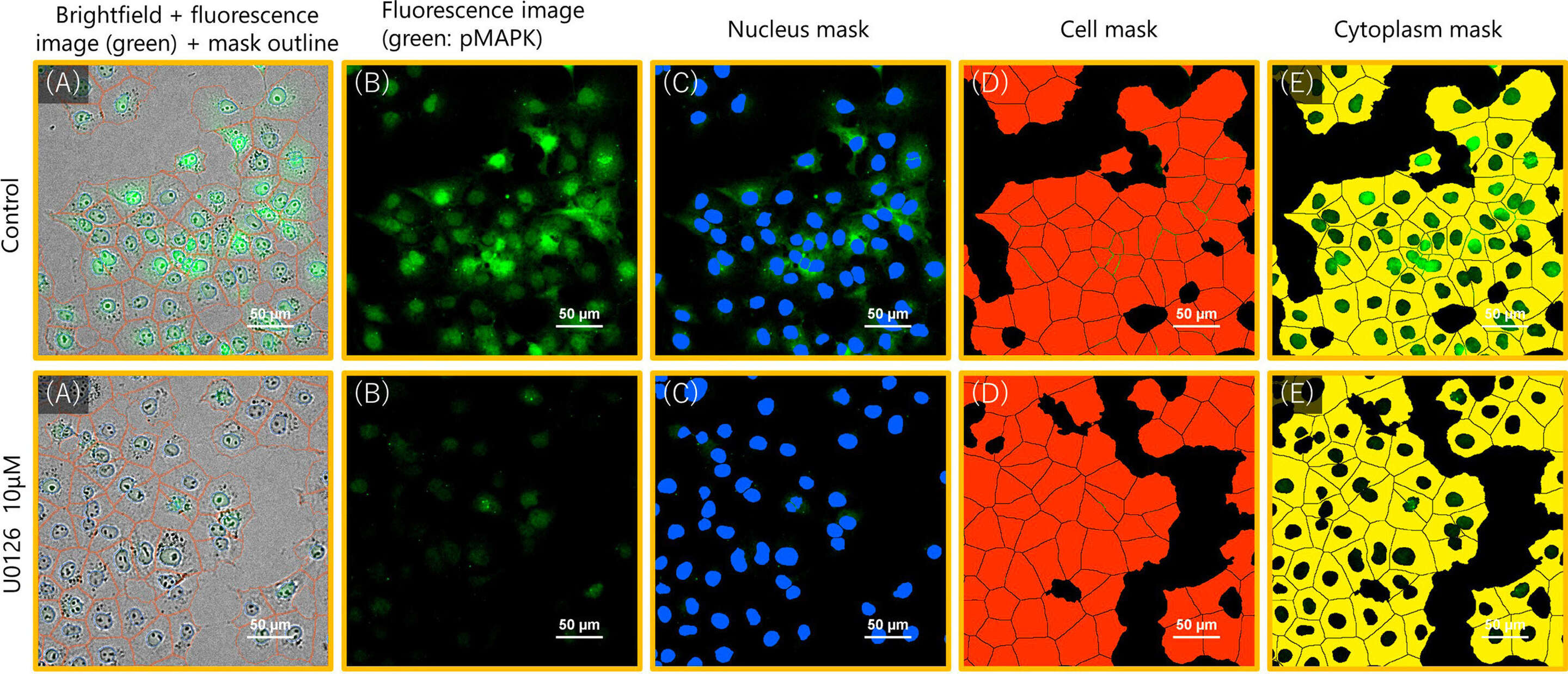 Pre-trained AI-powered label-free detection of cell regions from ...