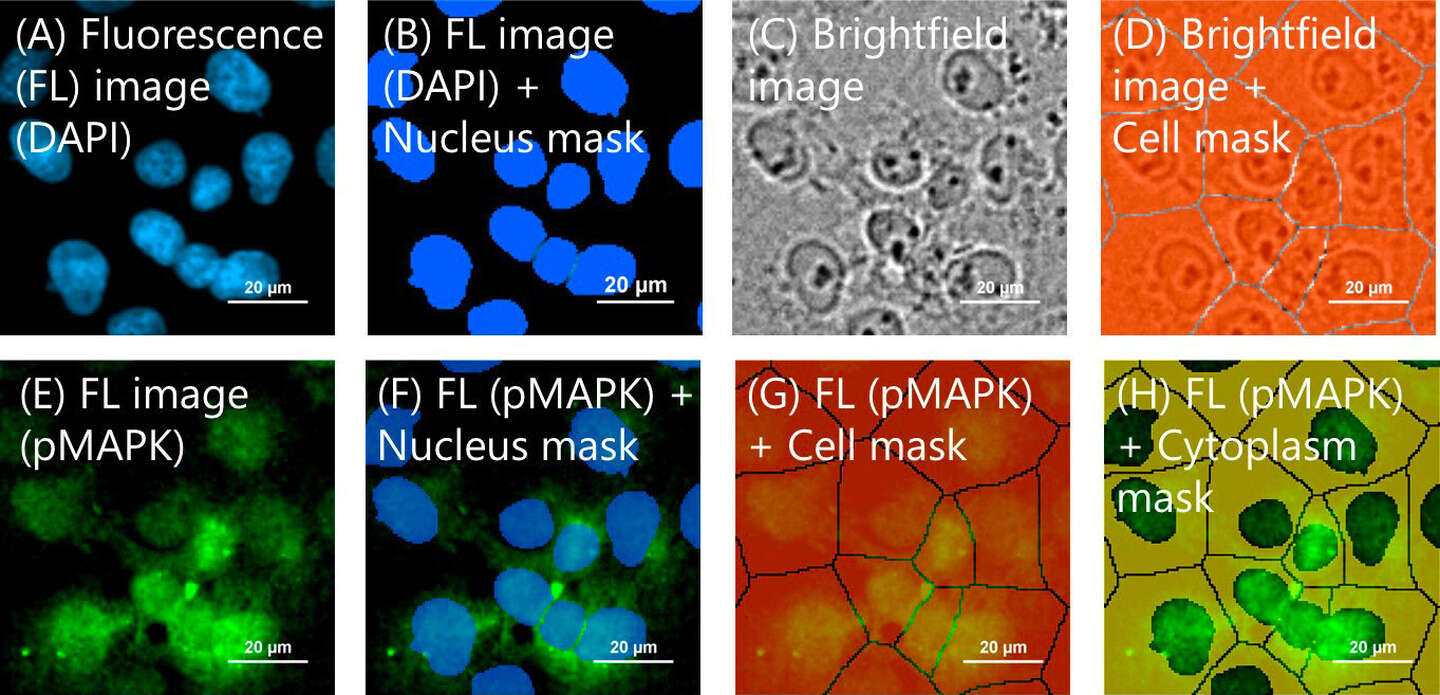 Pre-trained AI-powered label-free detection of cell regions from ...