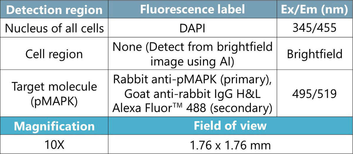 Pre-trained AI-powered label-free detection of cell regions from ...