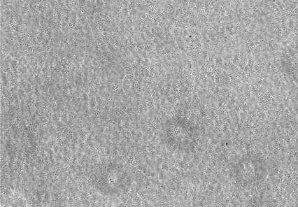 BioStudio-mw | 細胞スクリーニング | 製品・サービス | 株式会社ニコンソリューションズ