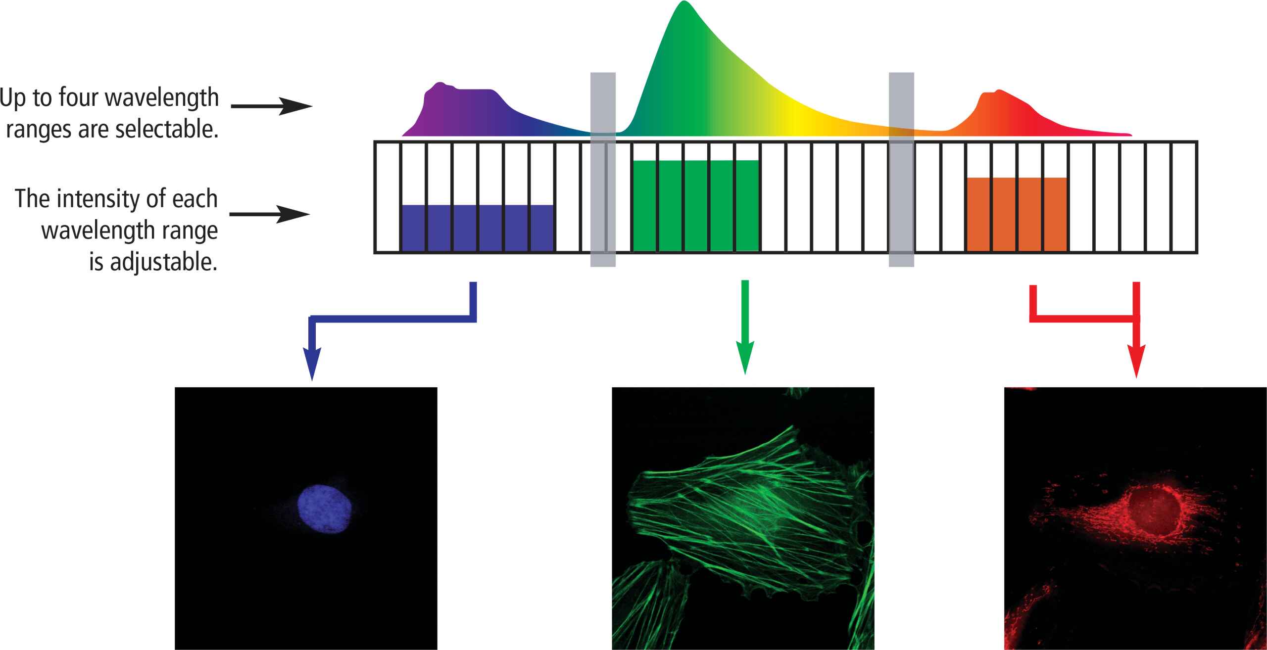 A1 HD25 / A1R HD25 | Confocal and Multiphoton Microscopes | Microscope ...