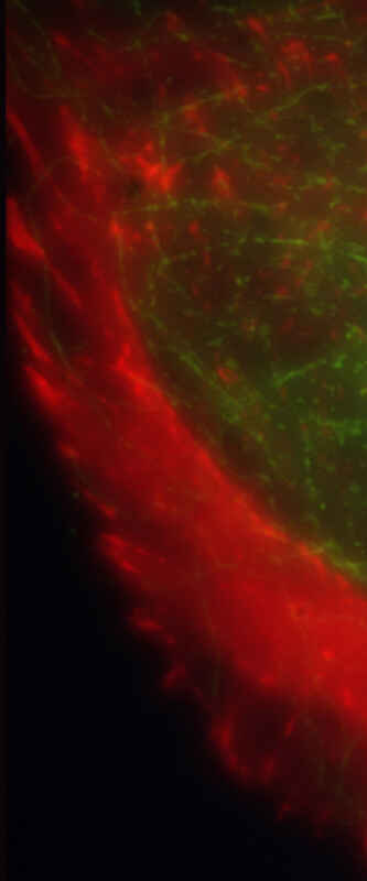 CSU-W1 SoRa | Yokogawa CSU Series | Confocal and Multiphoton ...