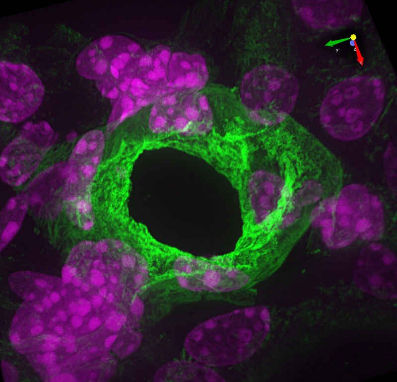 CSU-W1 SoRa | Yokogawa CSU Series | Confocal and Multiphoton ...
