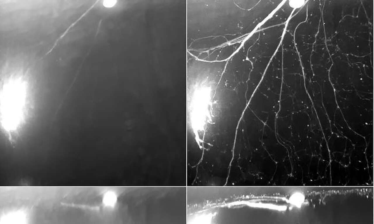 CSU-X1 | Yokogawa CSU Series | Confocal and Multiphoton Microscopes ...