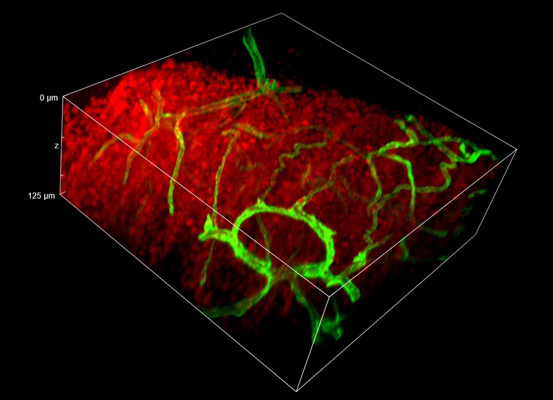 X-Light V3/DeepSIM | CrestOptics X-Light Series | Confocal and ...