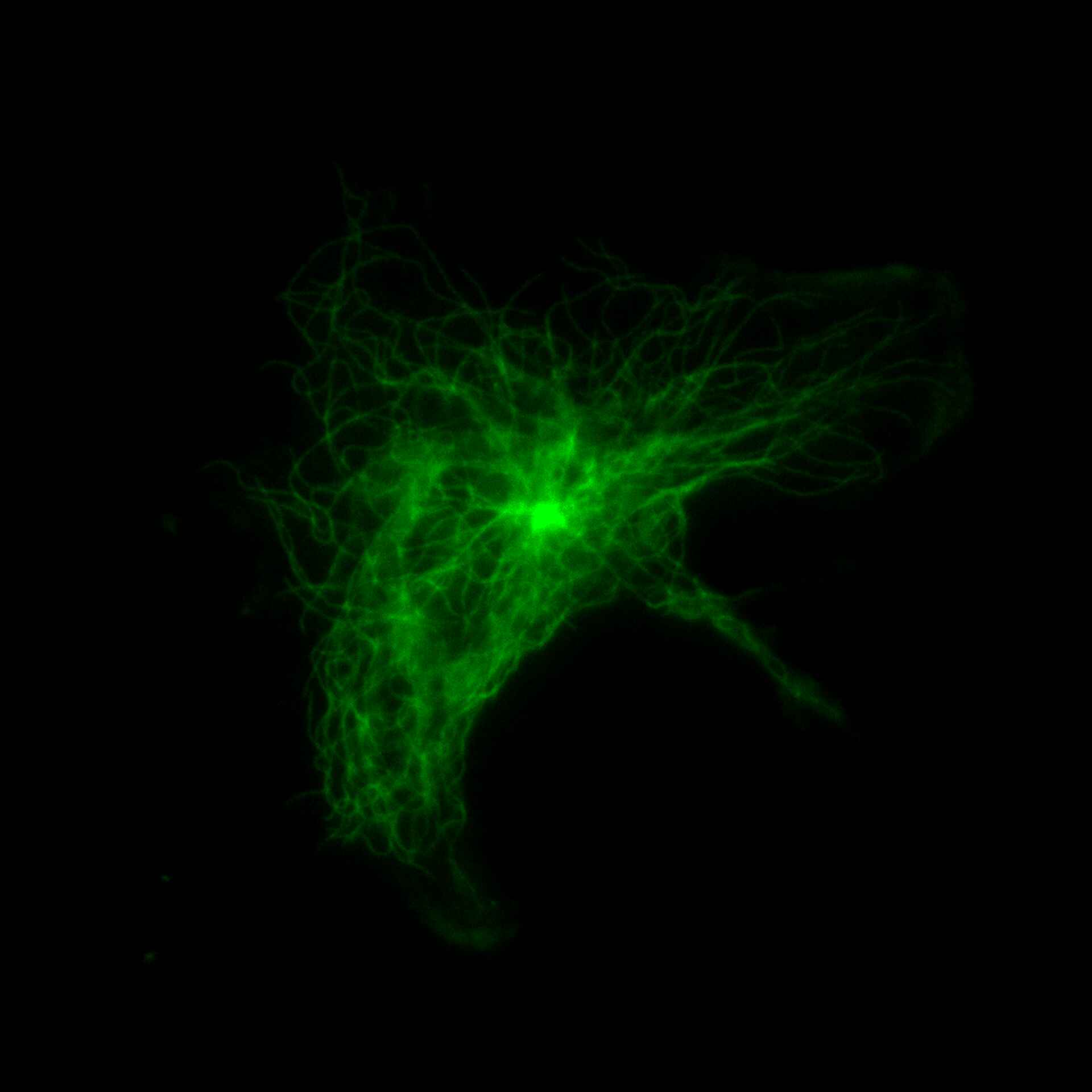 X-Light V3/DeepSIM | CrestOptics X-Light Series | Confocal and ...