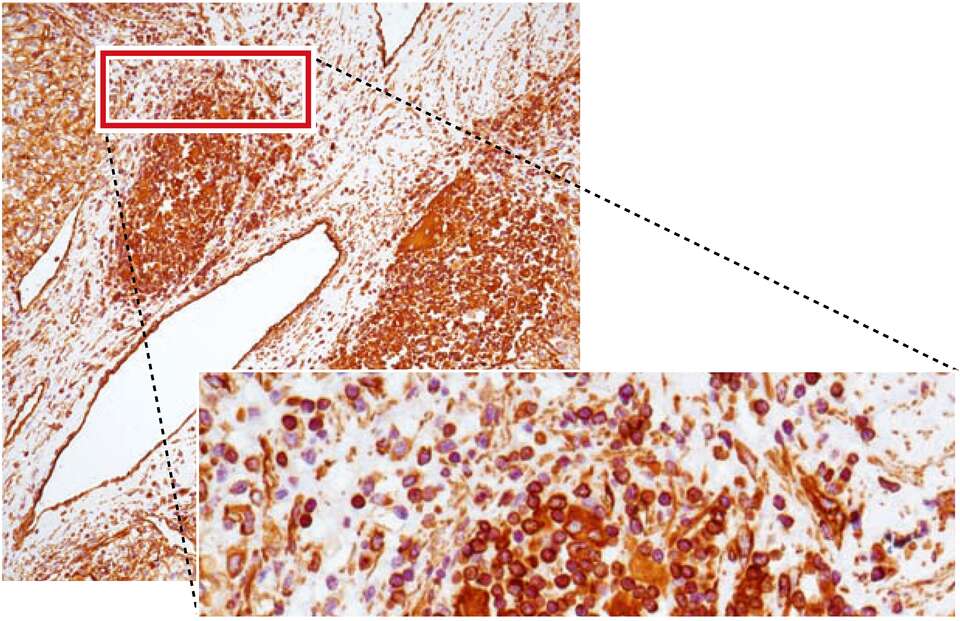 Digital Sight 10 | Cameras | Microscope Products | Nikon Instruments Inc.