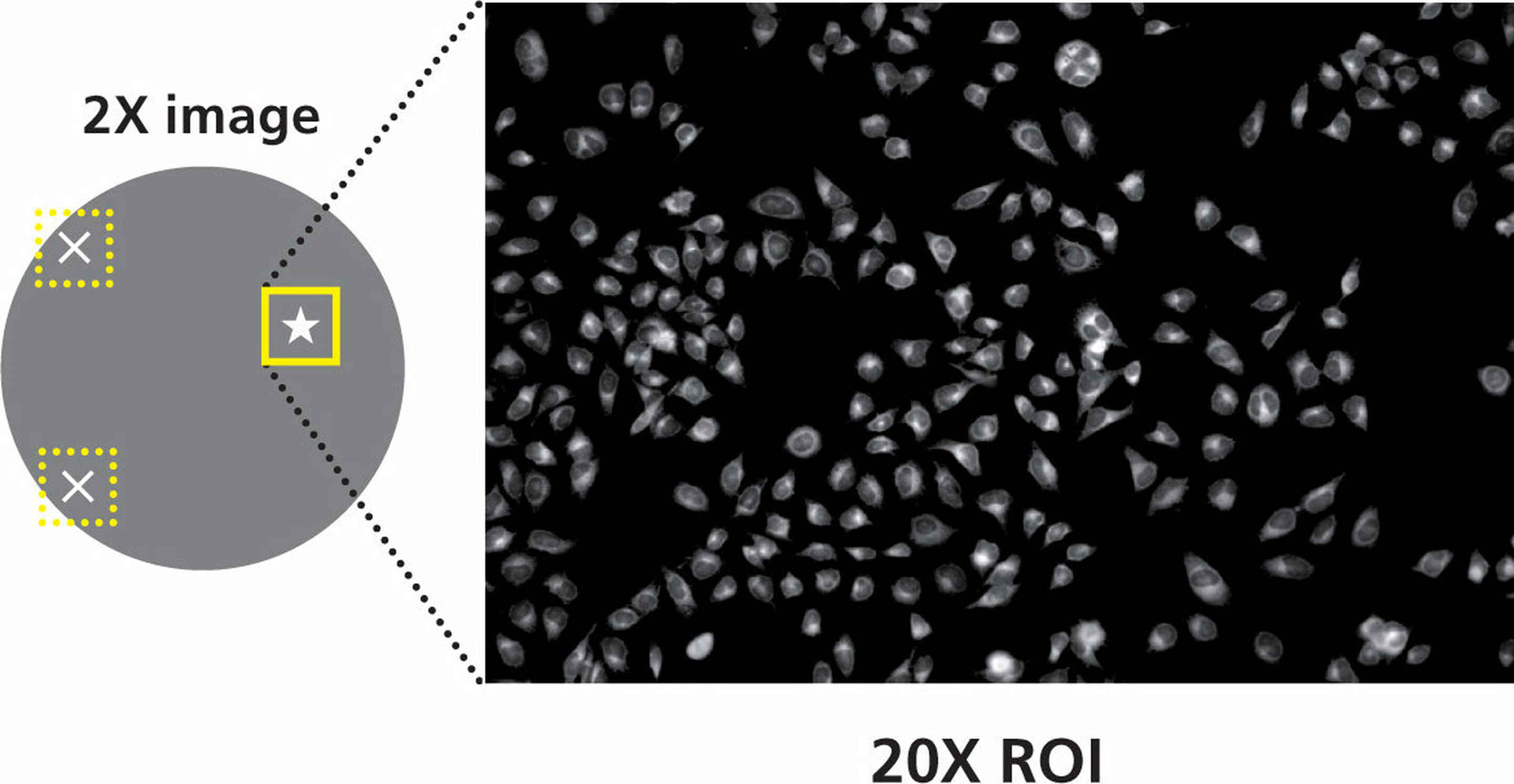 Digital Sight 50M | Cameras | Microscope Products | Nikon Instruments Inc.