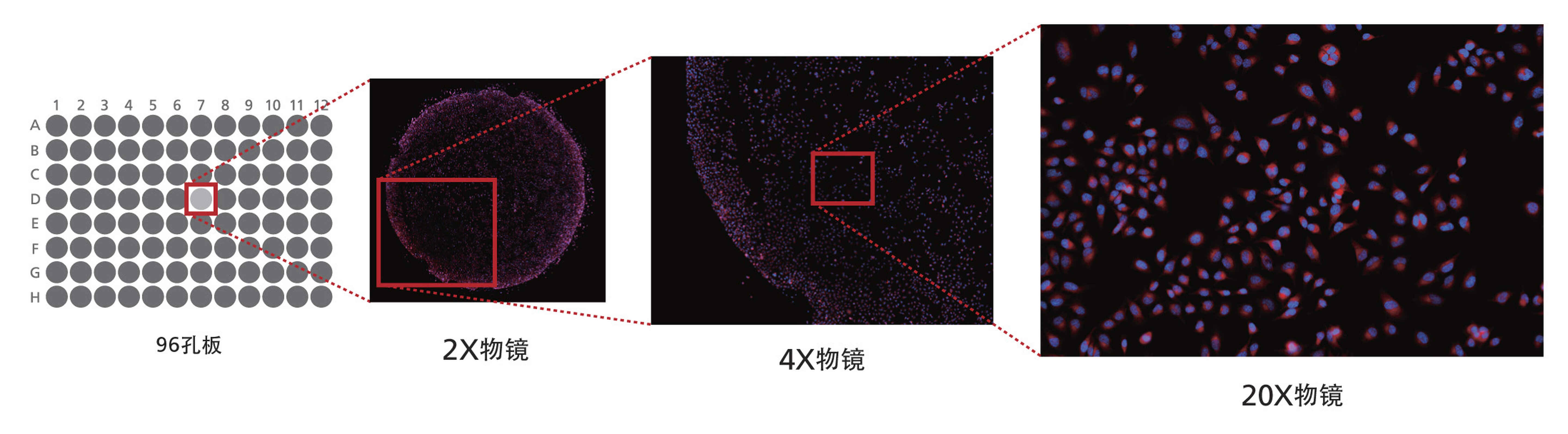 Digital Sight 50M | 相机 | 显微镜产品 | 尼康精机（上海）有限公司