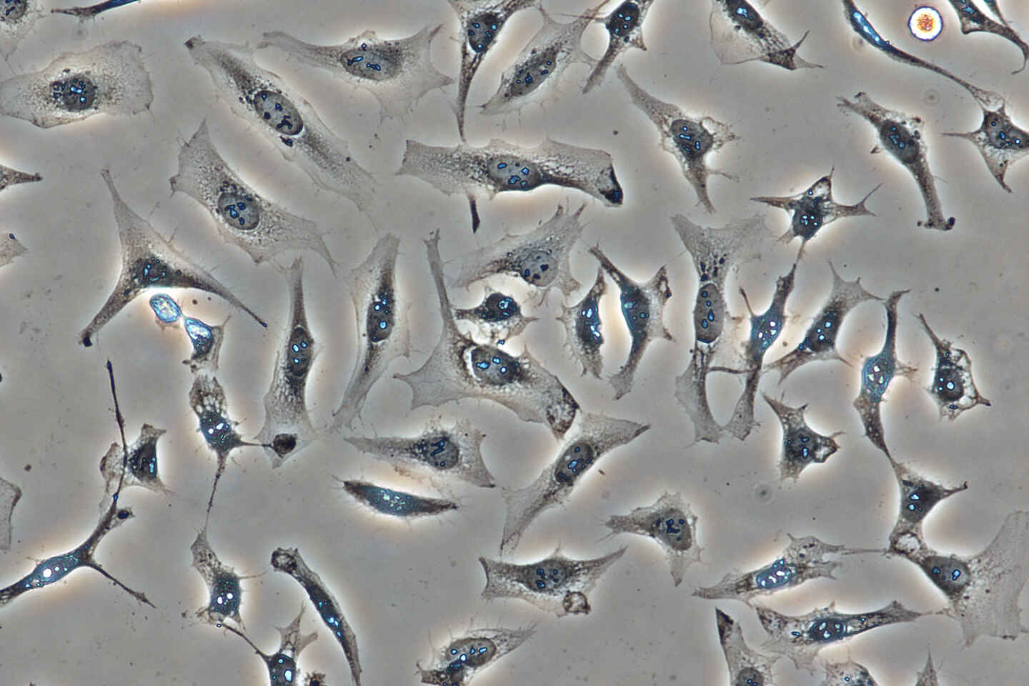 ECLIPSE Ci-L plus | Upright Microscopes | Microscope Products | Nikon ...