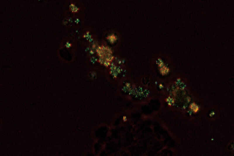 ECLIPSE Ci Series | Upright Microscopes | Microscope Products | Nikon ...