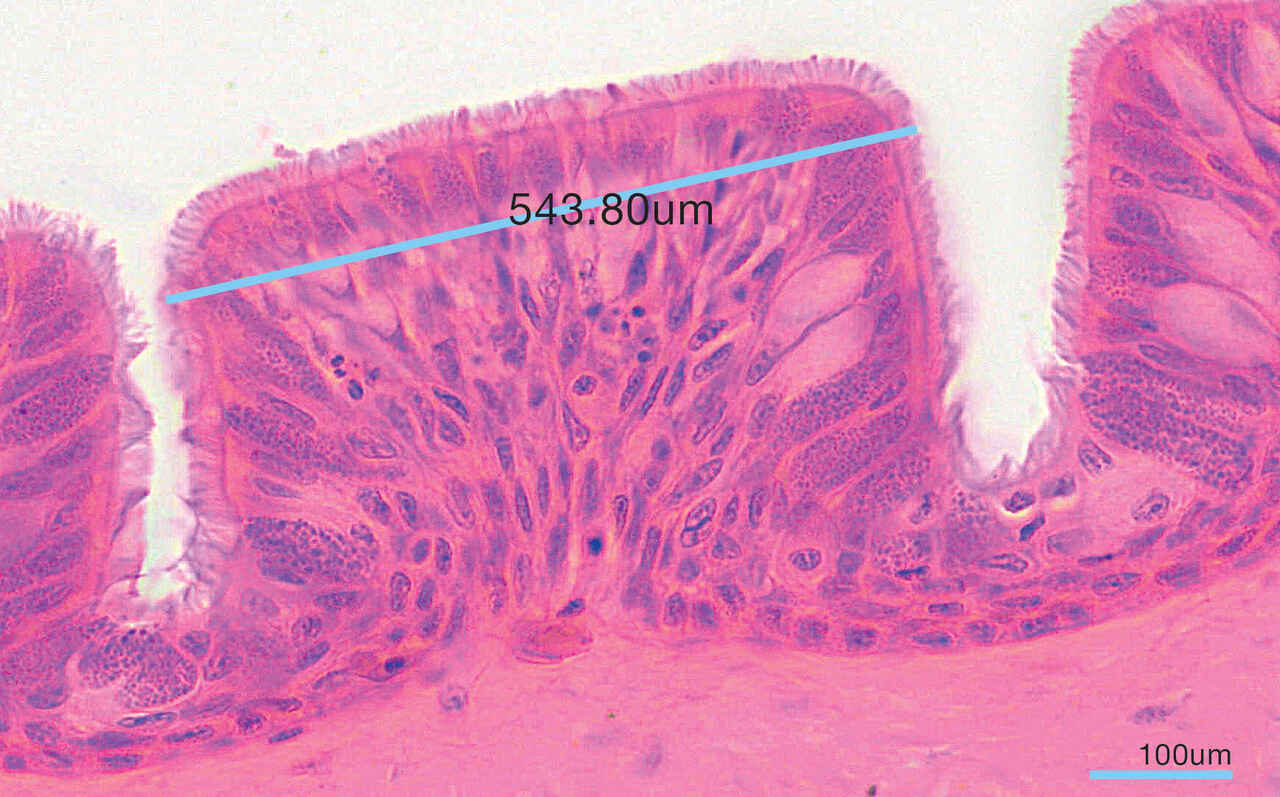 ECLIPSE Ei | Upright Microscopes | Microscope Products | Nikon ...