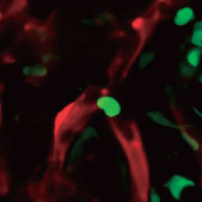 ECLIPSE Ji for Research | ECLIPSE Ji | Digital Microscopes | Microscope Products | Nikon ...