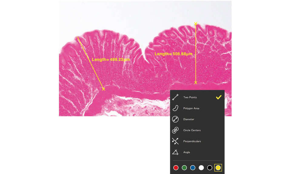 NIS-Elements imaging software | ECLIPSE Ni Series | Upright Microscopes ...
