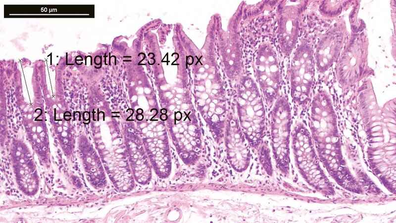ECLIPSE Si | Upright Microscopes | Microscope Products | Nikon ...