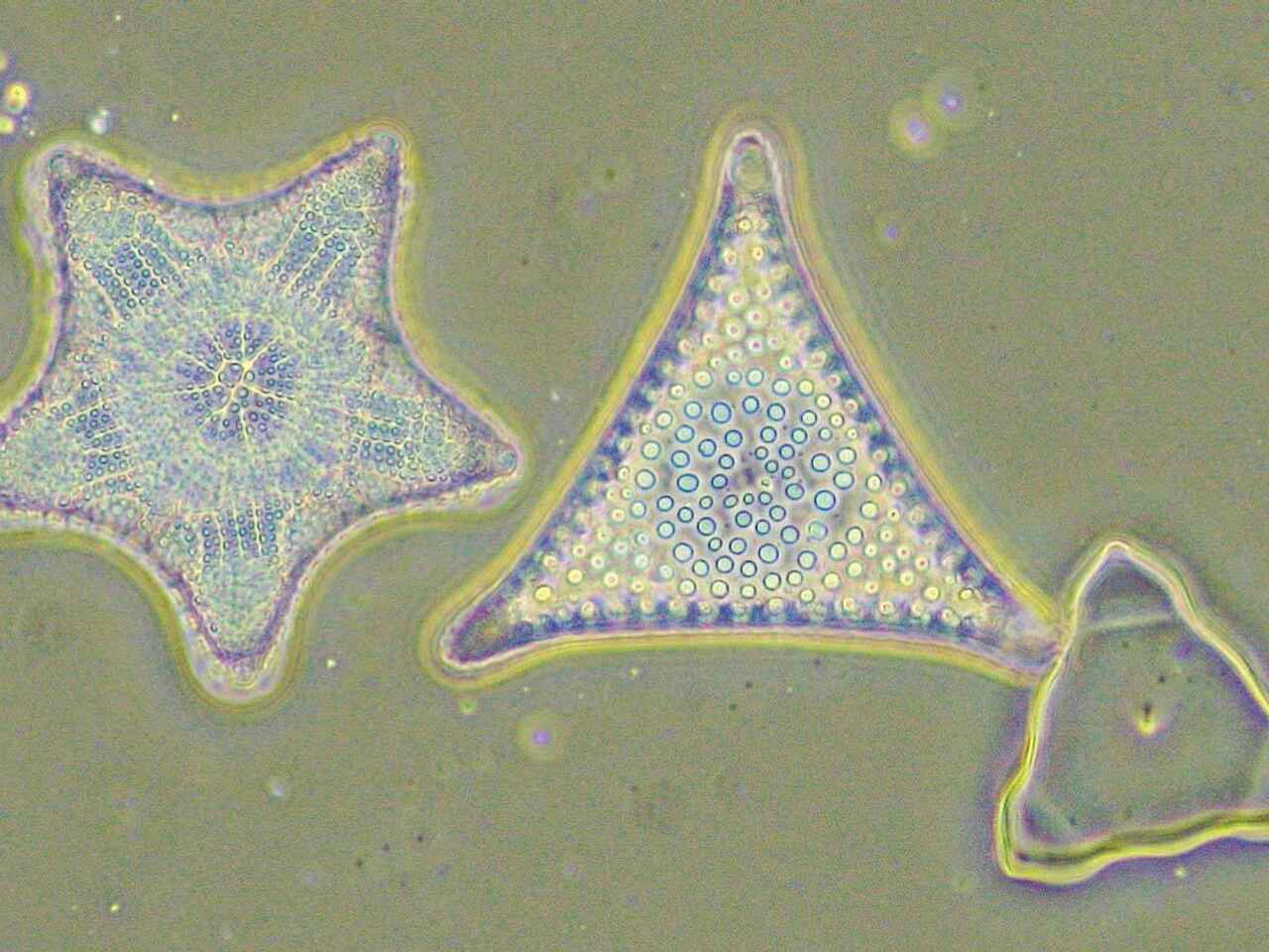 ECLIPSE Si | Upright Microscopes | Microscope Products | Nikon ...