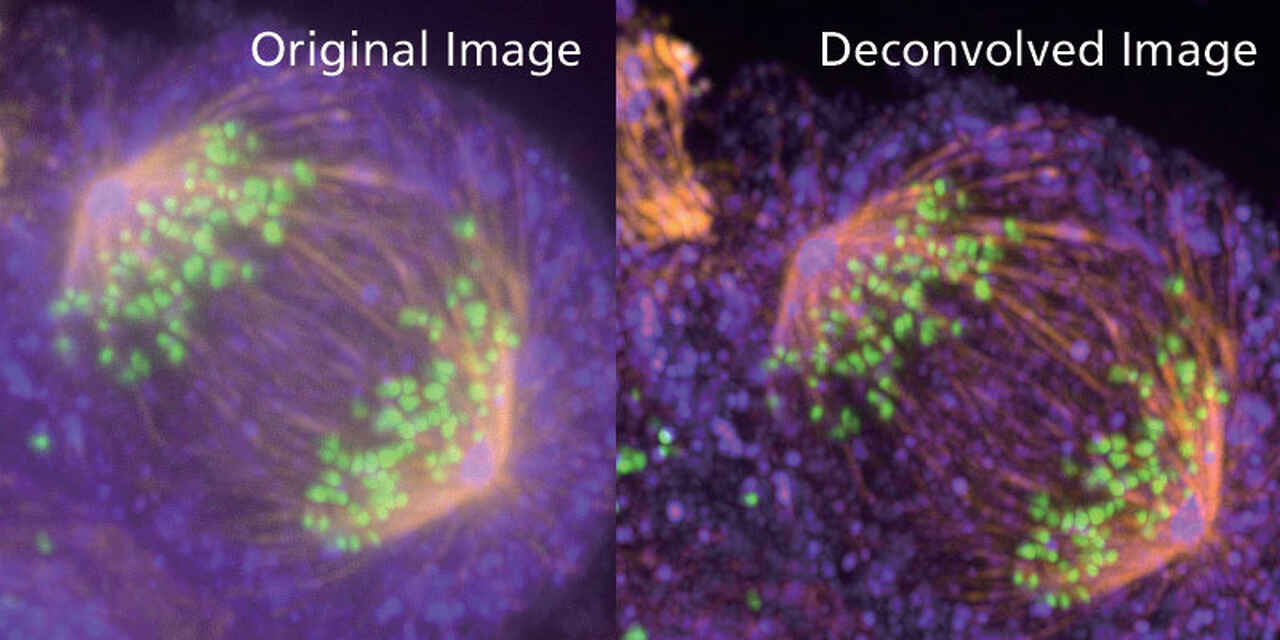 NIS-Elements Advanced Research | NIS-Elements | Software | Microscope ...