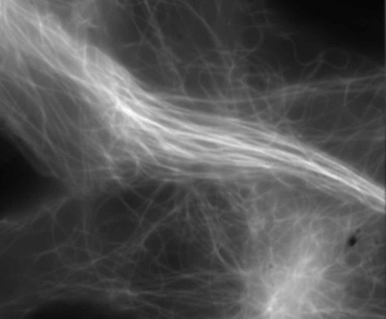 N-SIM S | Super-Resolution Microscopes | Microscope Products | Nikon ...