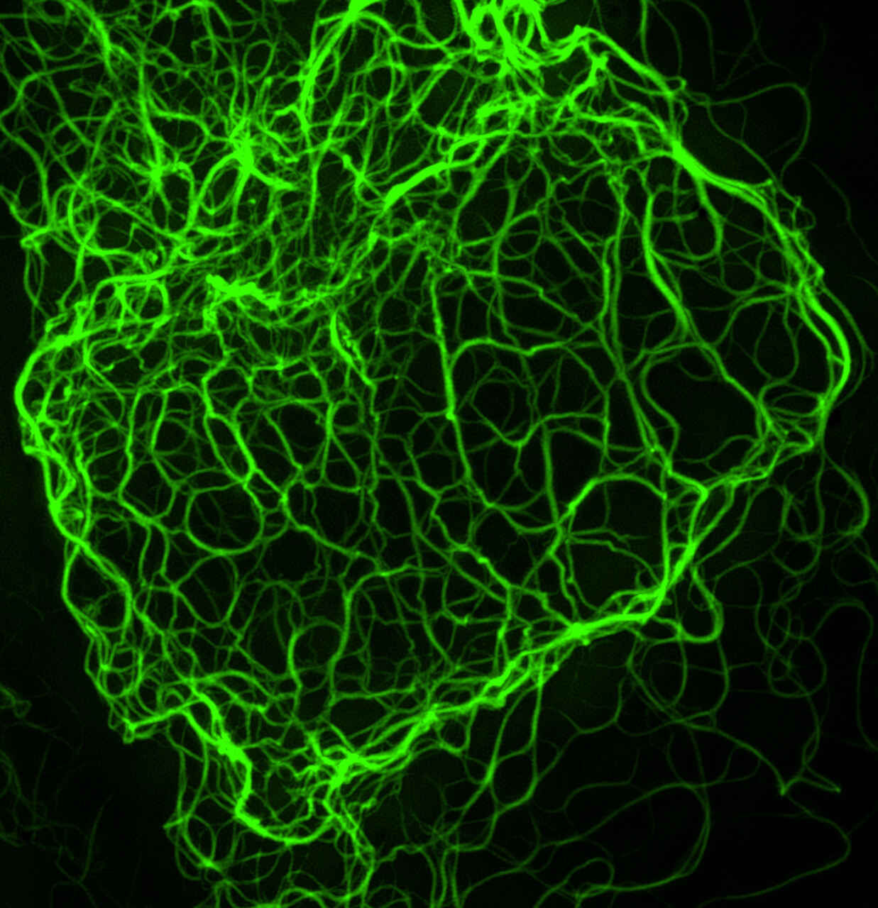 Nikon Super-Resolution Microscope N-SIM S | EINST Technology Pte Ltd.