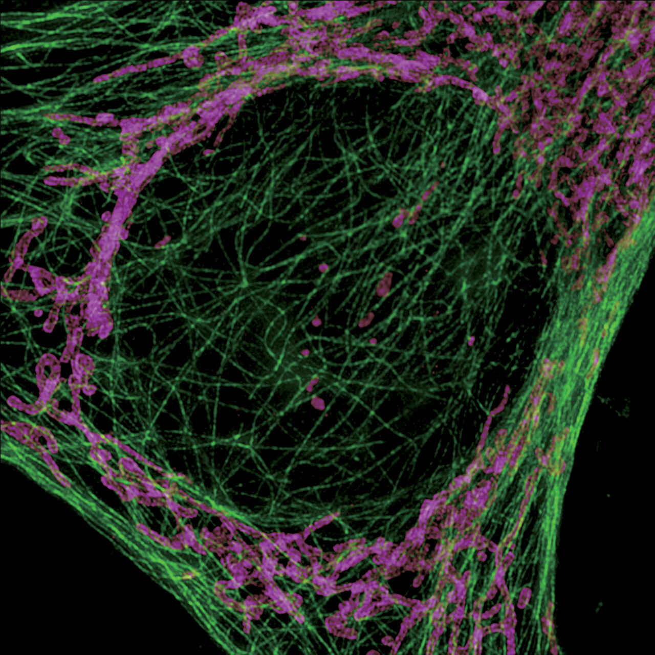 Super-Resolution Microscope N-SIM E | EINST Technology Pte Ltd.