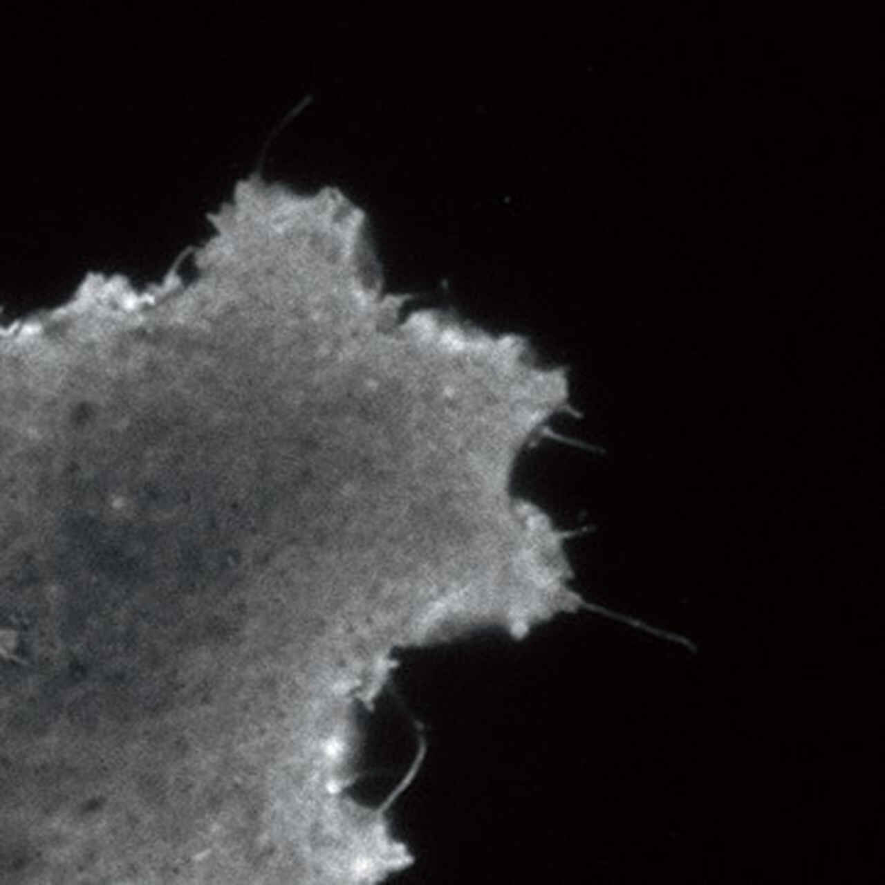 N-SIM S | Super-Resolution Microscopes | Microscope Products | Nikon ...