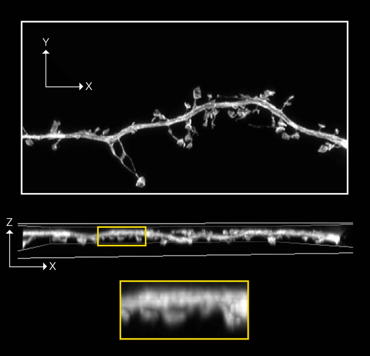 N-SIM S | Super-Resolution Microscopes | Microscope Products | Nikon ...