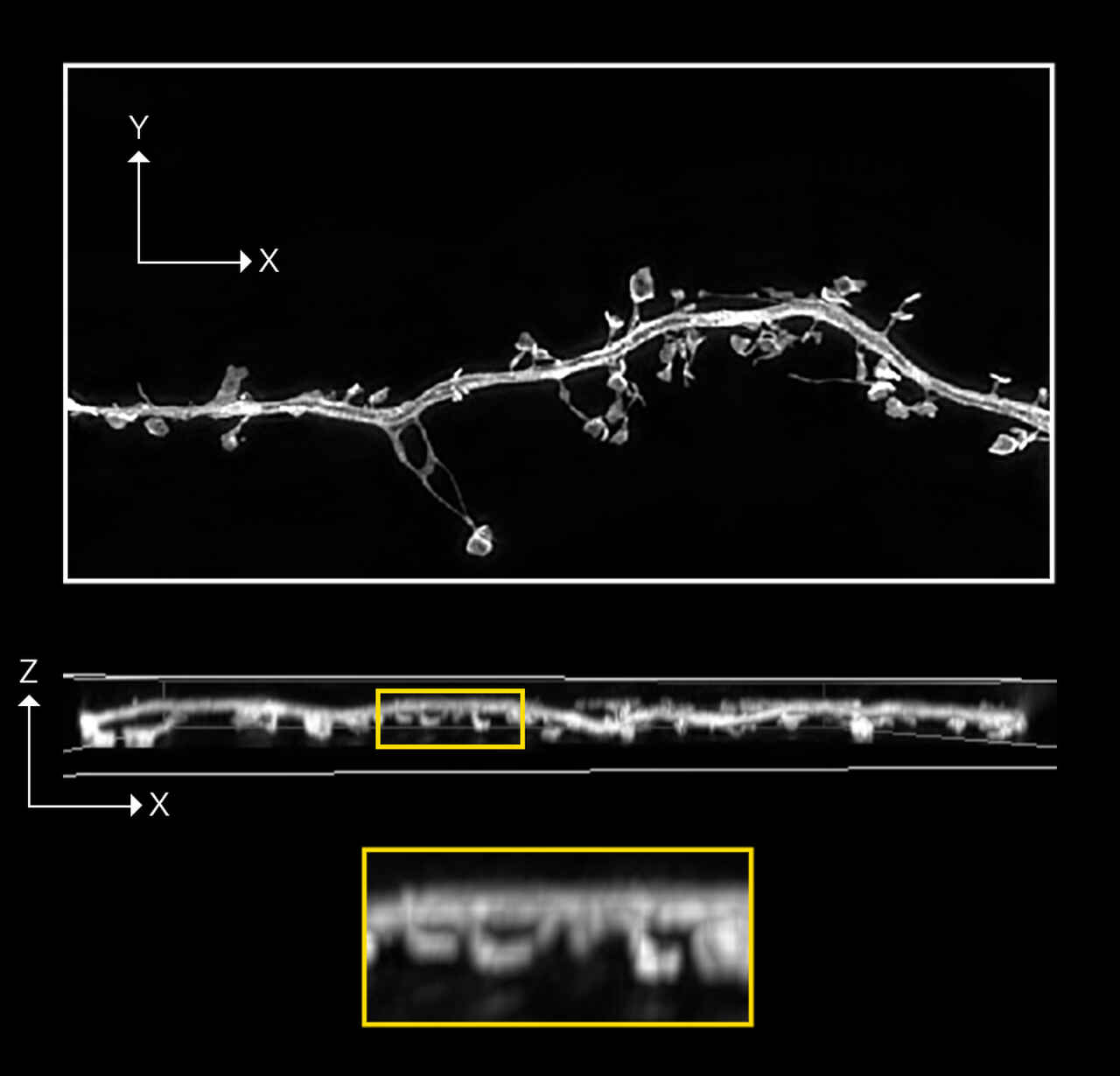 N-SIM S | Super-Resolution Microscopes | Microscope Products | Nikon ...
