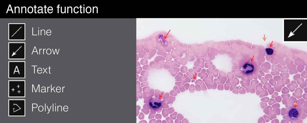 NIS-Elements L | Cámaras | Productos de microscopía | Nikon Instruments ...