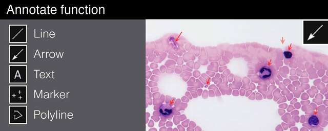 NIS-Elements L | Cámaras | Productos de microscopía | Nikon Instruments ...