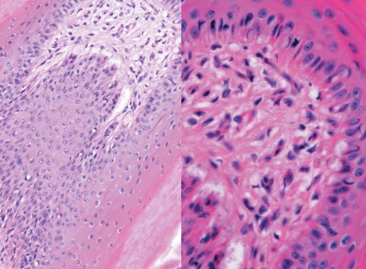 NIS-Elements L | Cameras | Microscope Products | Nikon Instruments Inc.