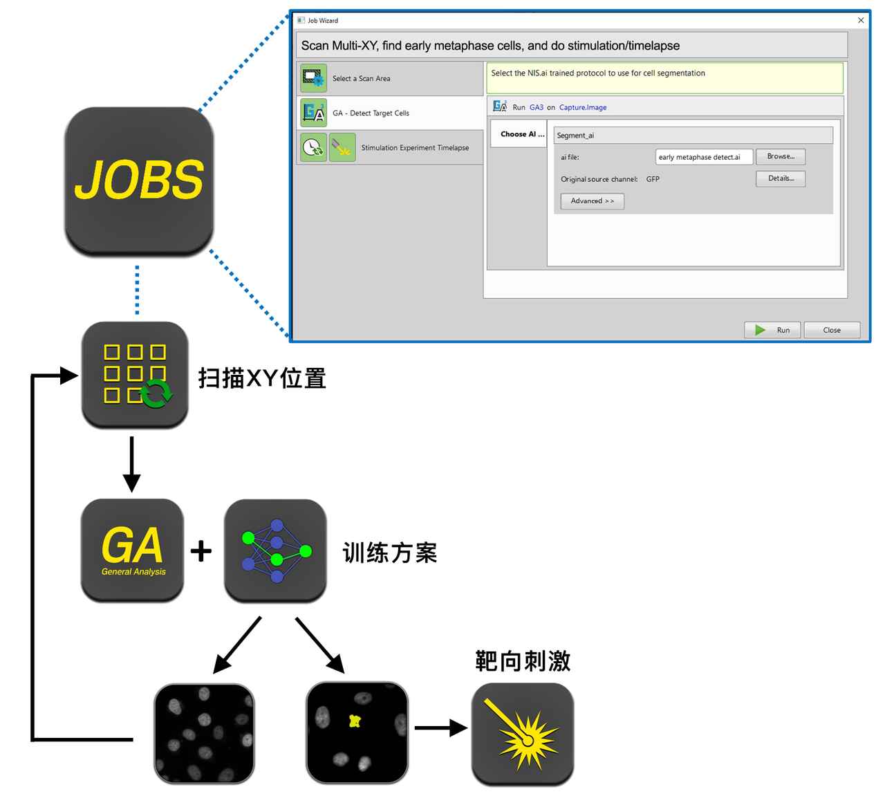 NIS.ai | NIS-Elements | 软件 | 显微镜产品 | 尼康精机（上海）有限公司