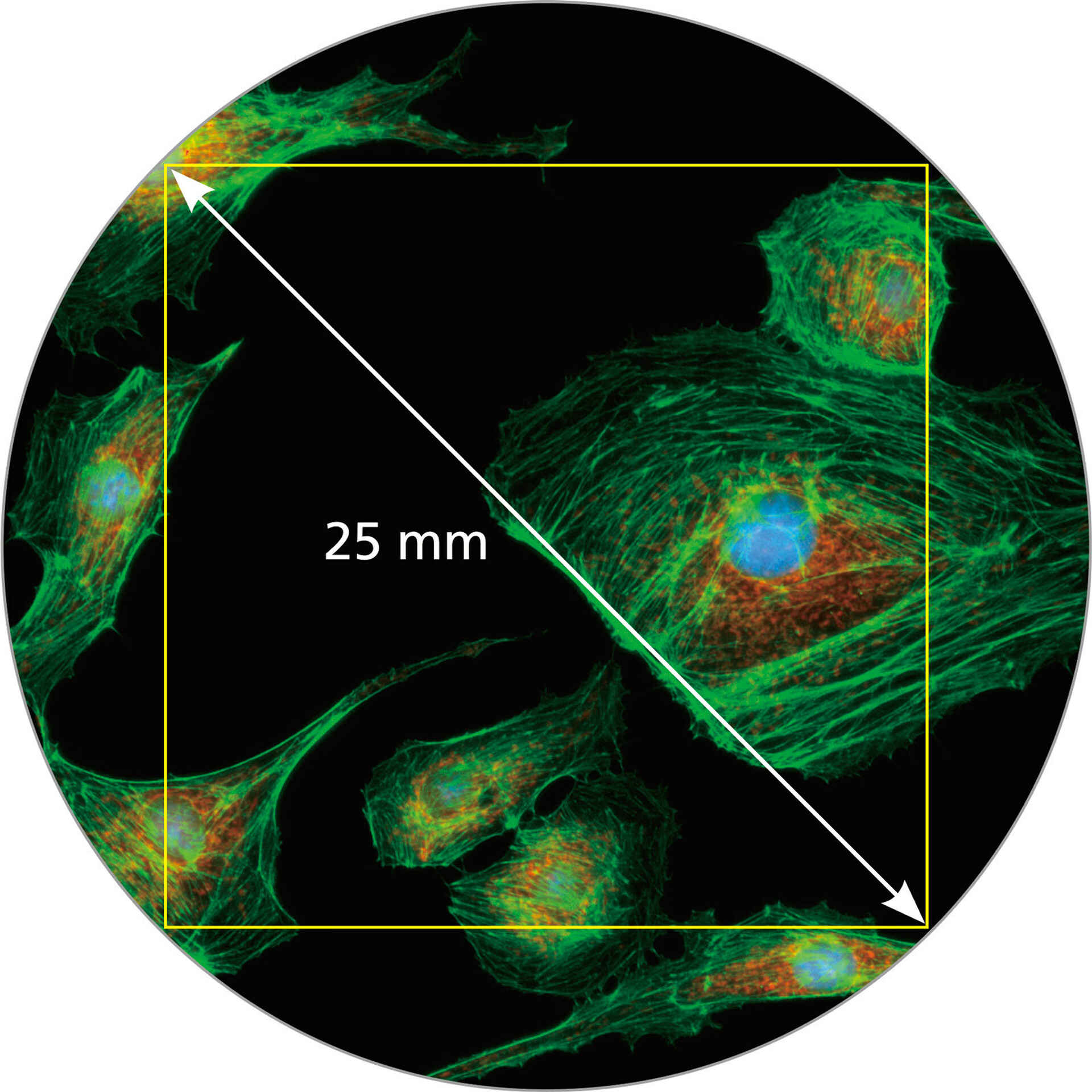 CFI Plan Apochromat Lambda D Series | Optics | Microscope Products ...