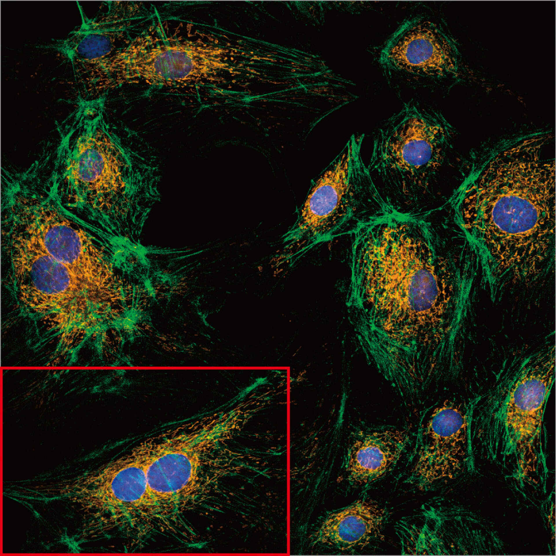 CFI Plan Apochromat Lambda D Series | Optics | Microscope Products ...