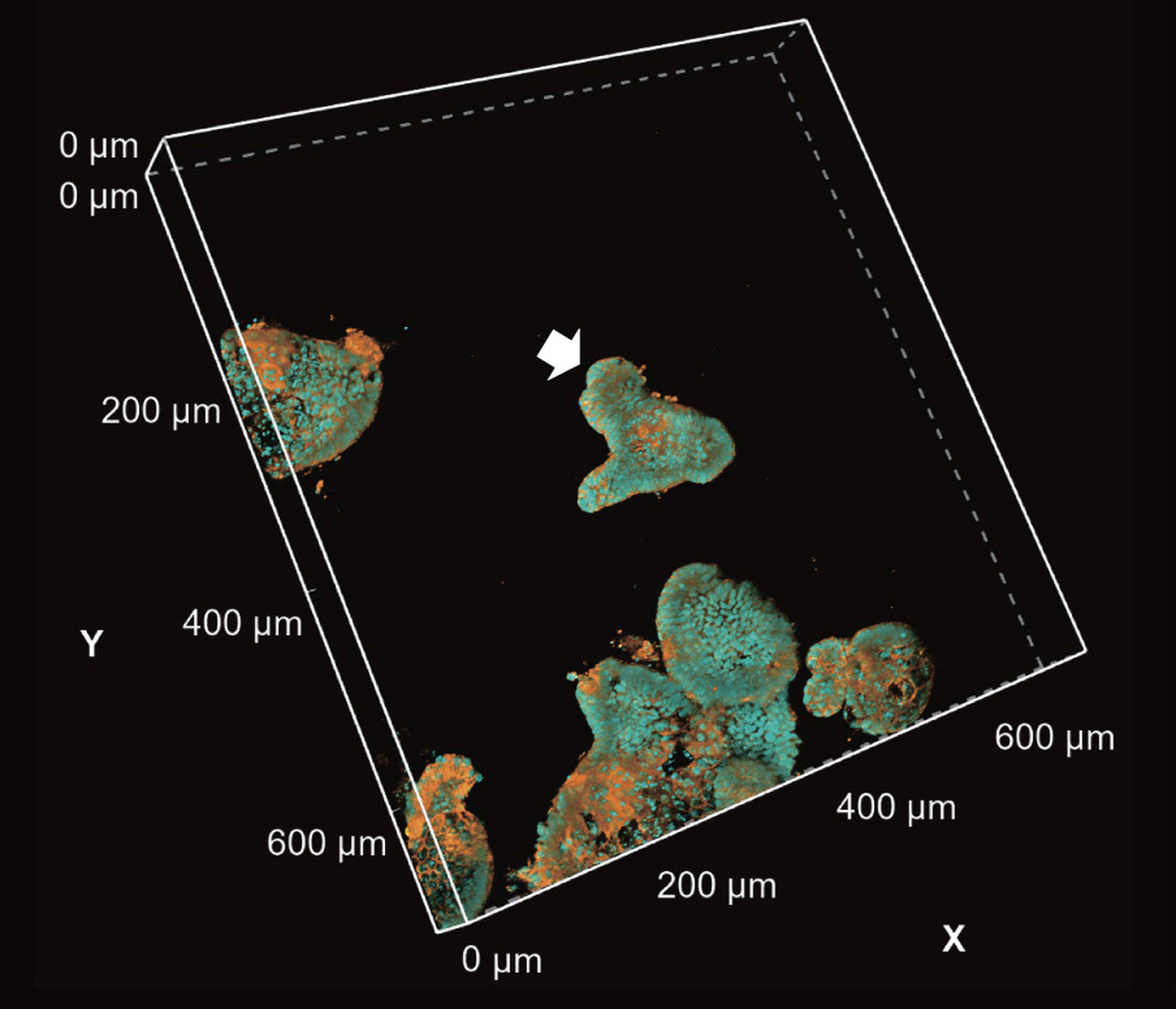 尼康硅油物镜| 生物显微镜用物镜|上海百贺仪器