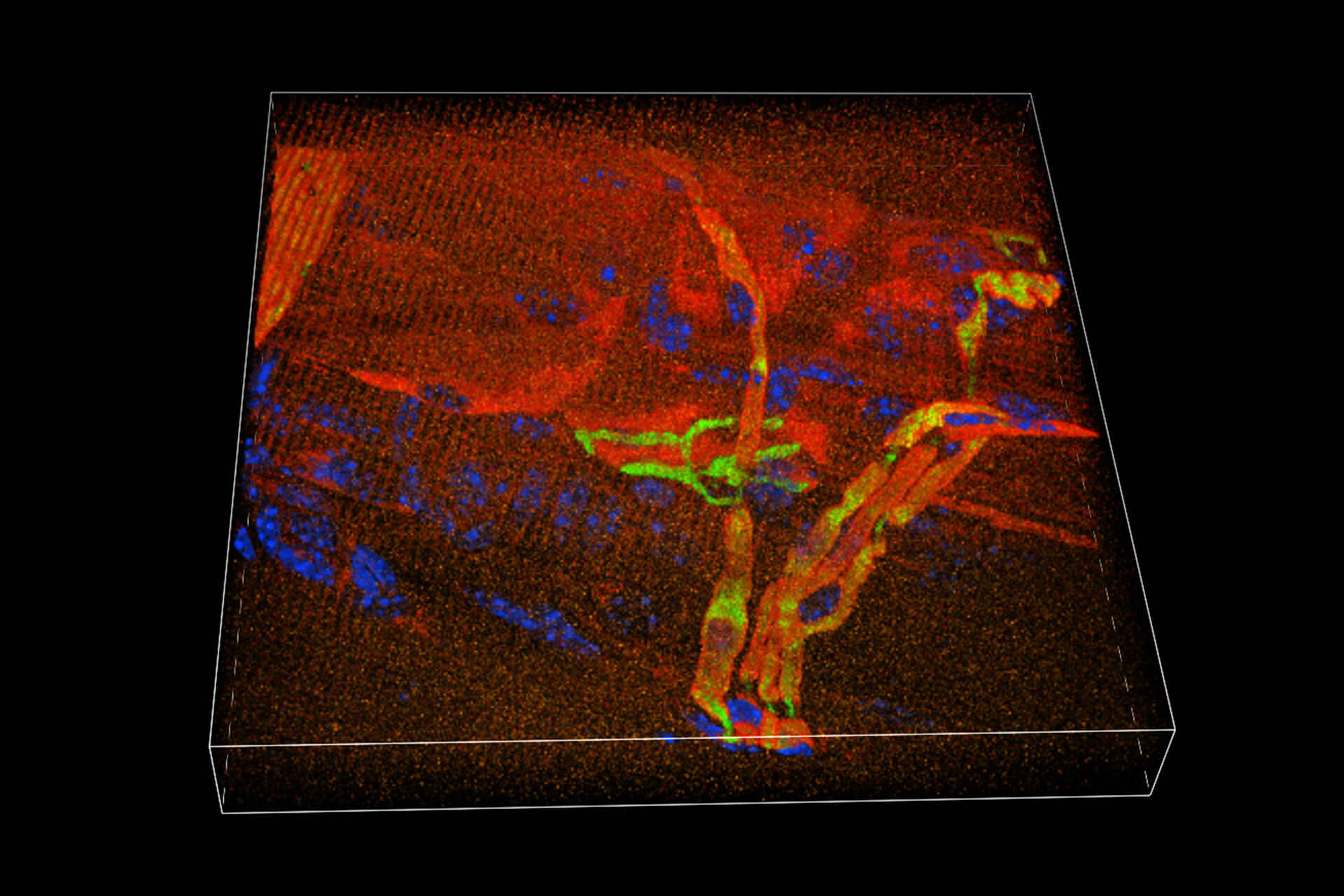 Silicone Immersion Series | Optics | Microscope Products | Nikon ...