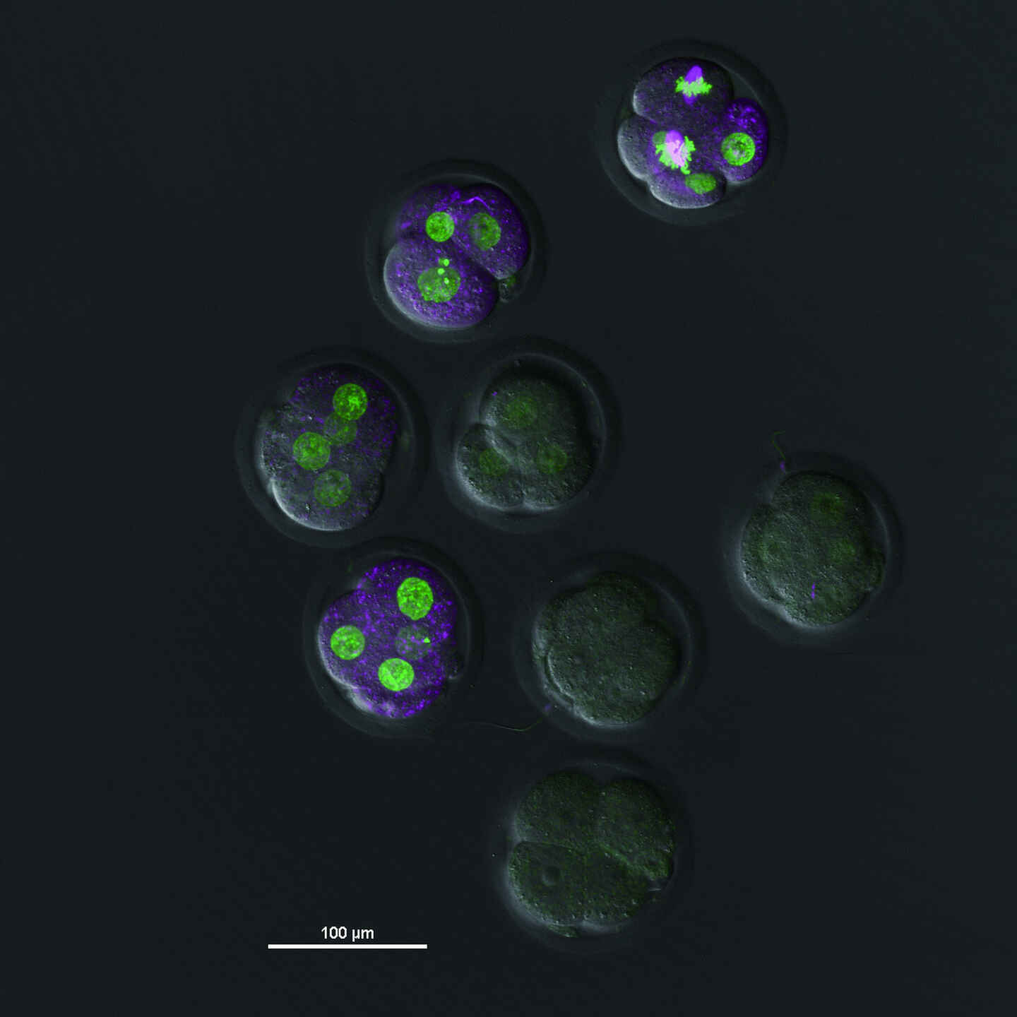 Silicone Immersion Series | Optics | Microscope Products | Nikon ...