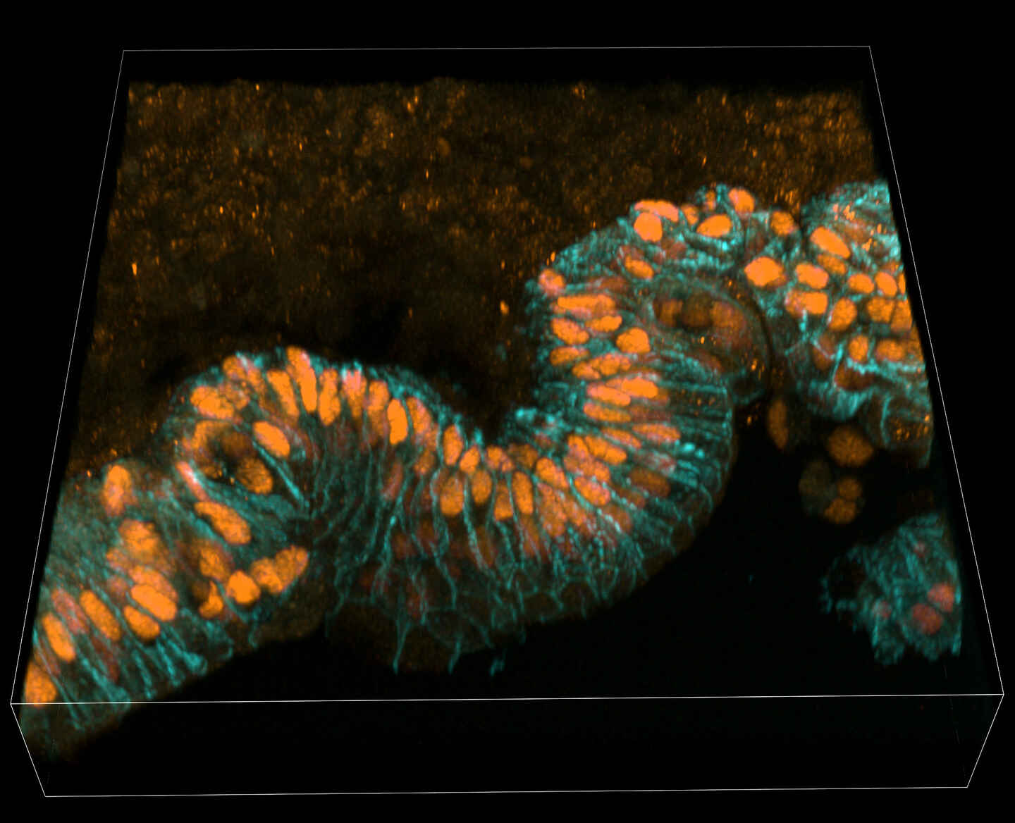Silicone Immersion Series | Optics | Microscope Products | Nikon ...