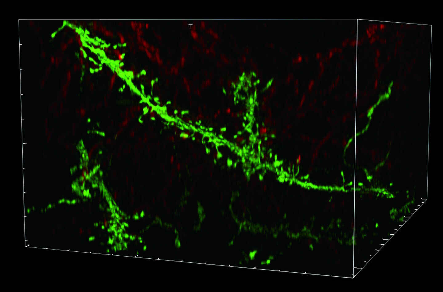 Silicone Immersion Series | Optics | Microscope Products | Nikon ...