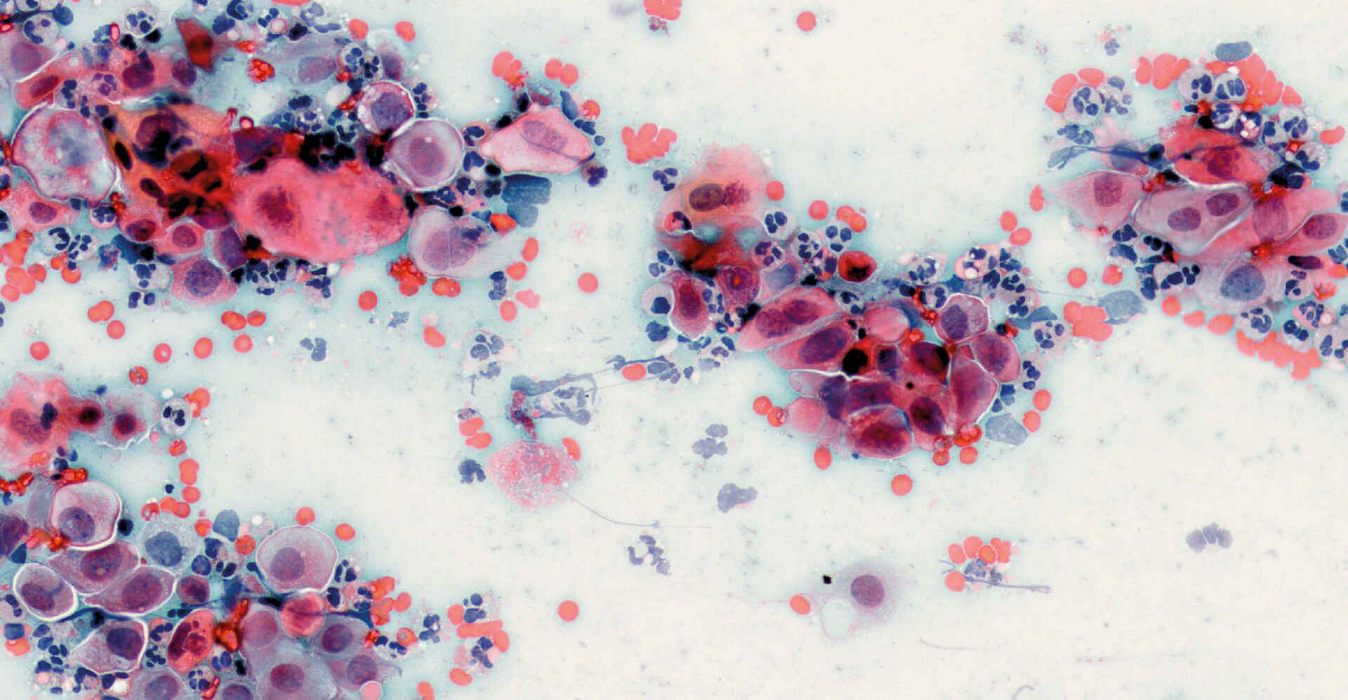 PreciPoint M8 | PreciPoint Microscope and Slide Scanners | Digital ...