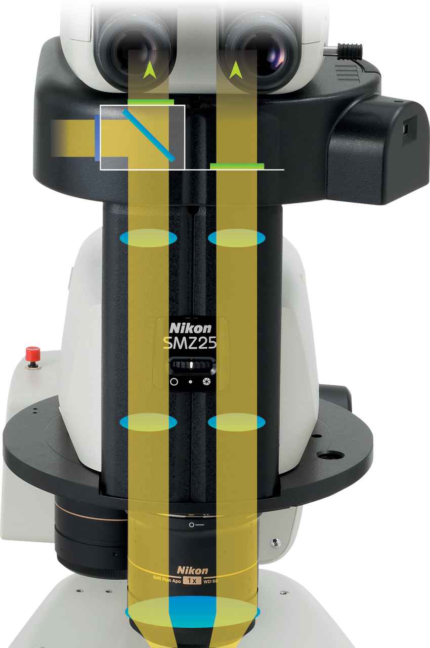 SMZ25 / SMZ18 | Microscopios estereoscópicos | Productos de microscopía Nikon | Nikon ...