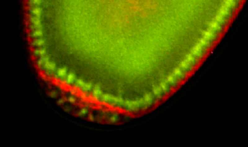 SMZ25 / SMZ18 | 実体顕微鏡 | 製品・サービス | 株式会社ニコンソリューションズ