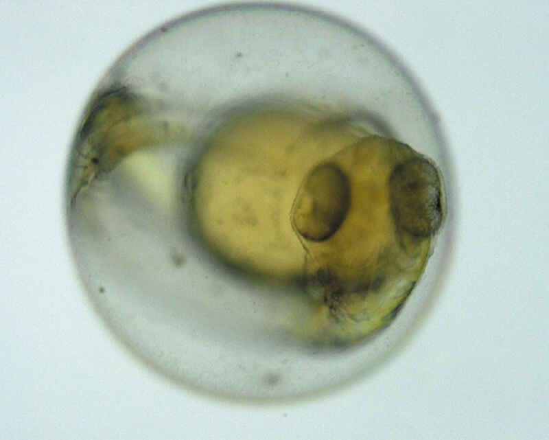 SMZ25 / SMZ18 | Stereo Microscopes | Microscope Products | Nikon Corporation Healthcare Business ...