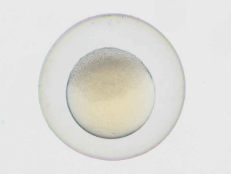 SMZ25 / SMZ18 | Stereo Microscopes | Microscope Products | Nikon ...