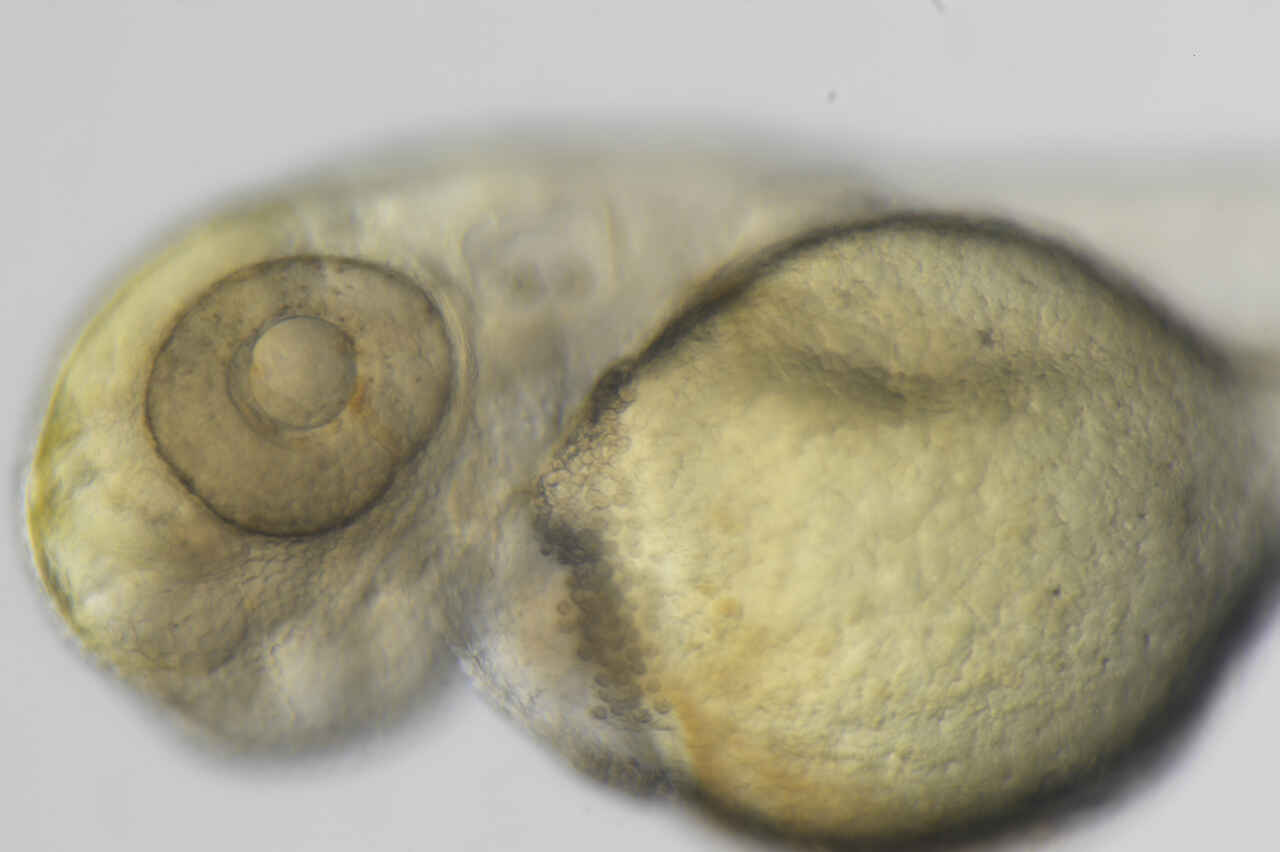 SMZ25 / SMZ18 | Stereo Microscopes | Microscope Products | Nikon Europe ...