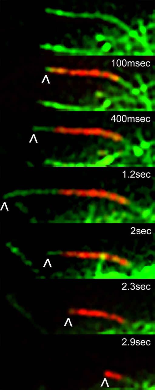 Ti2-LAPP | Photostimulation & TIRF | Microscope Products | Nikon ...