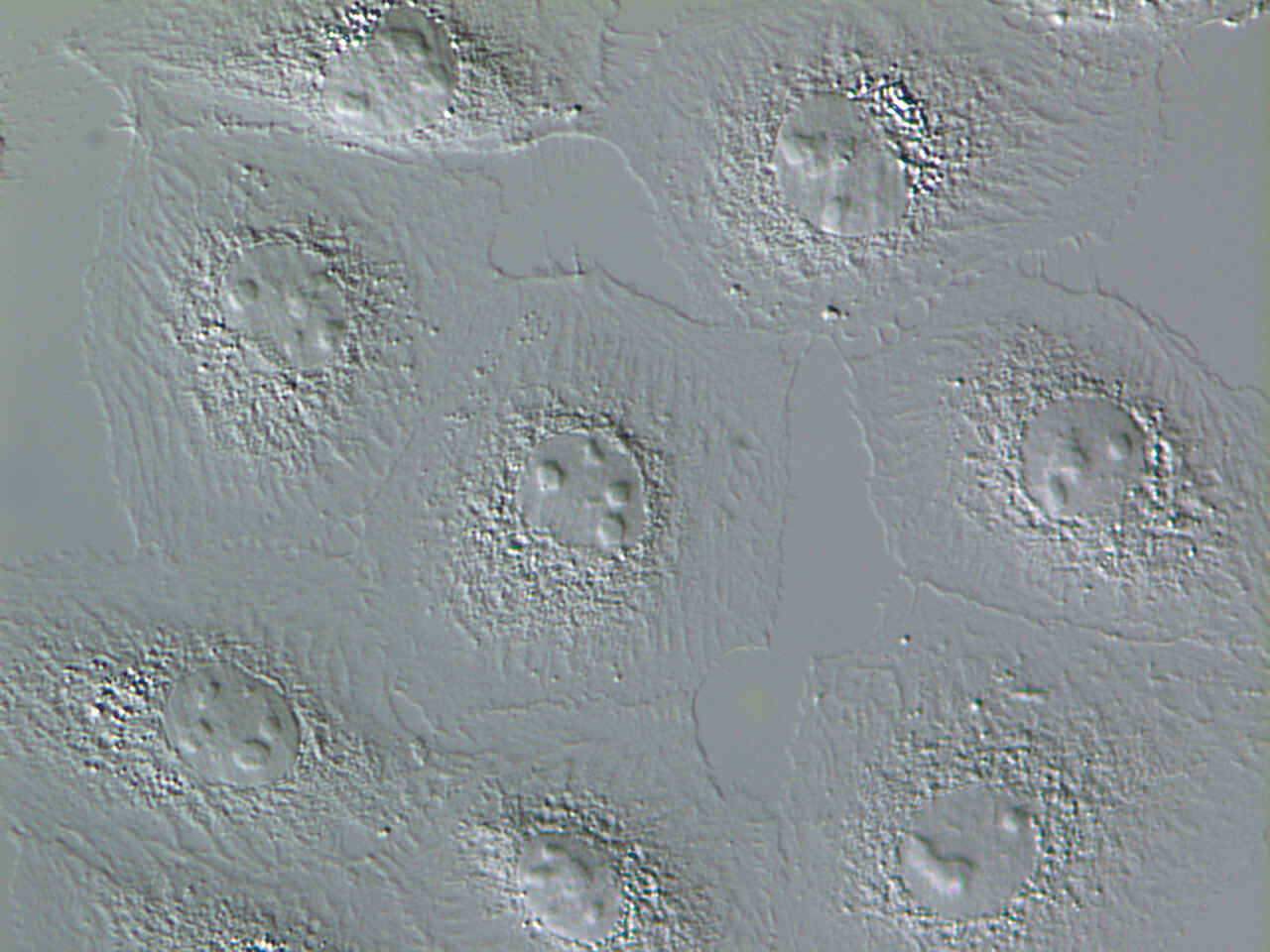 ECLIPSE Ts2R | Inverted Microscopes | Microscope Products | Nikon Instruments Inc.