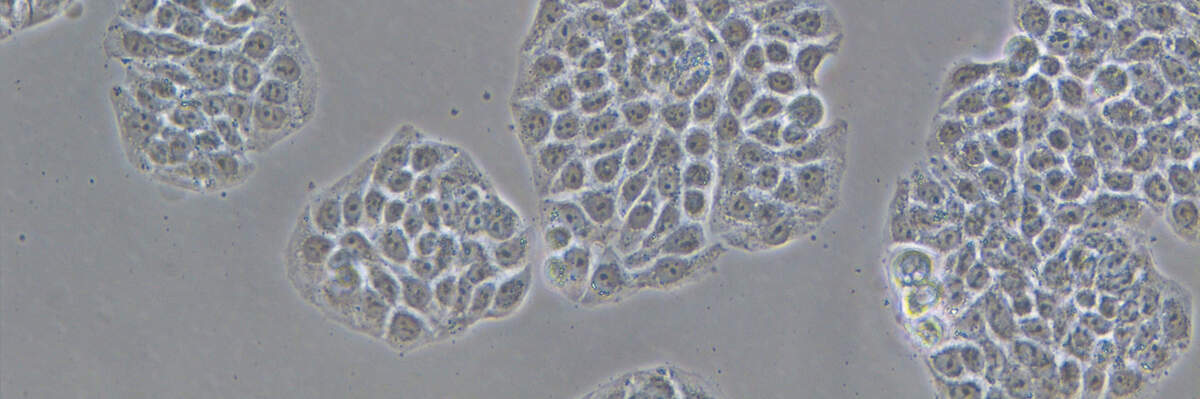 Specifications | ECLIPSE Ts2 | Inverted Microscopes | Microscope ...