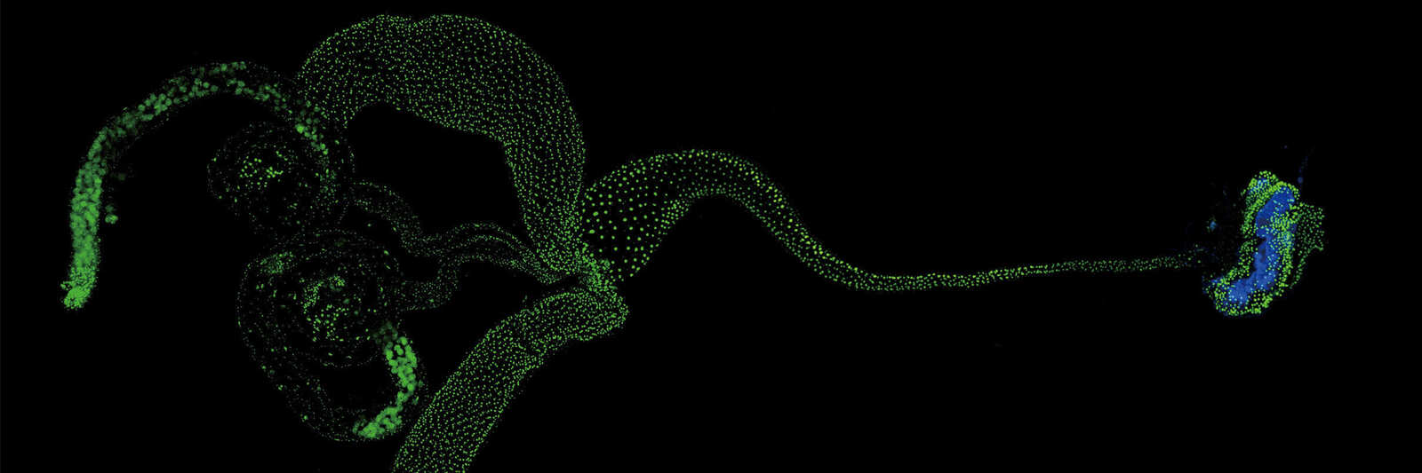 AZ-C2+ | Confocal and Multiphoton Microscopes | Microscope Products ...