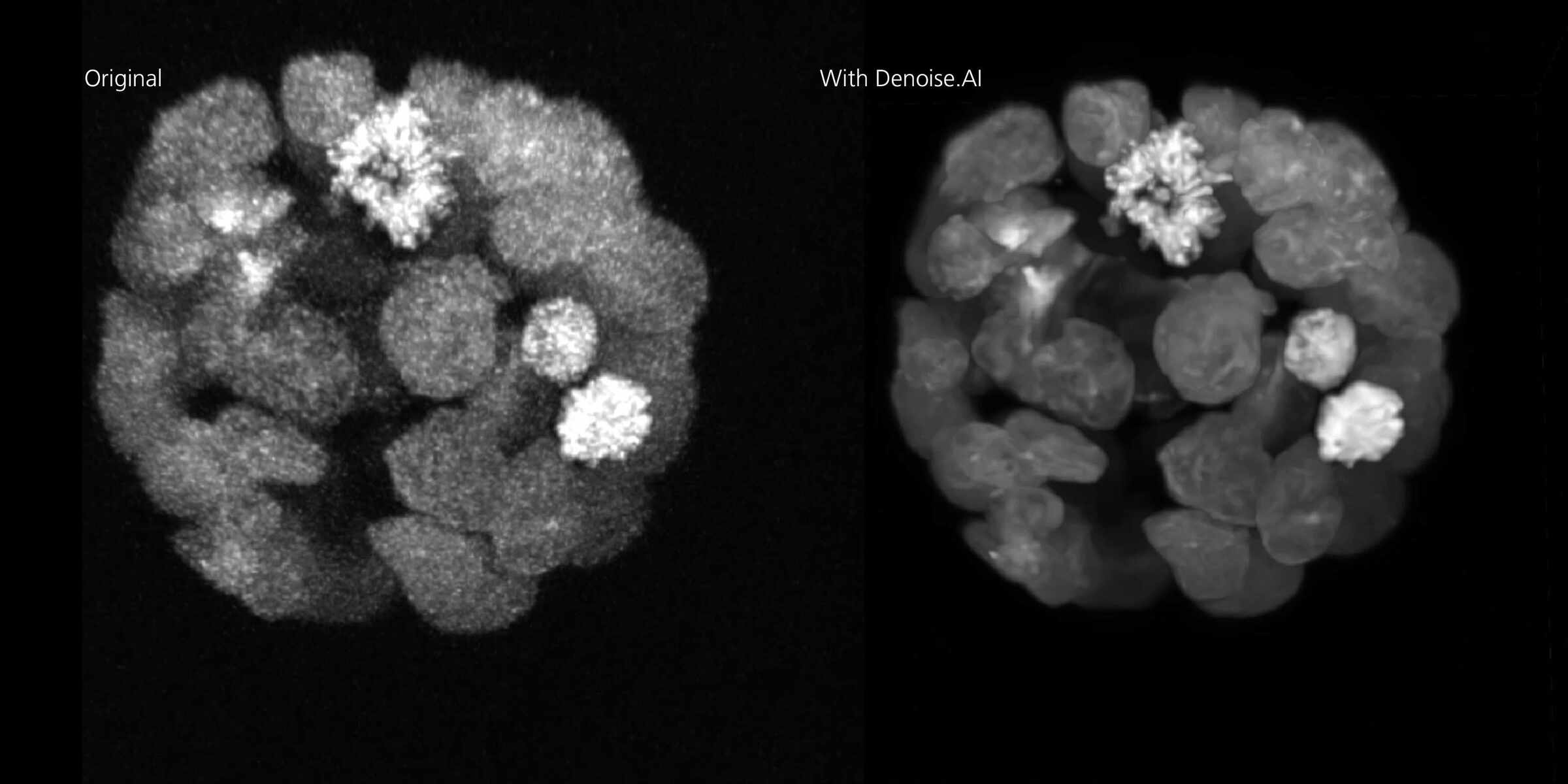 A1 HD25 / A1R HD25 | Confocal and Multiphoton Microscopes | Microscope ...